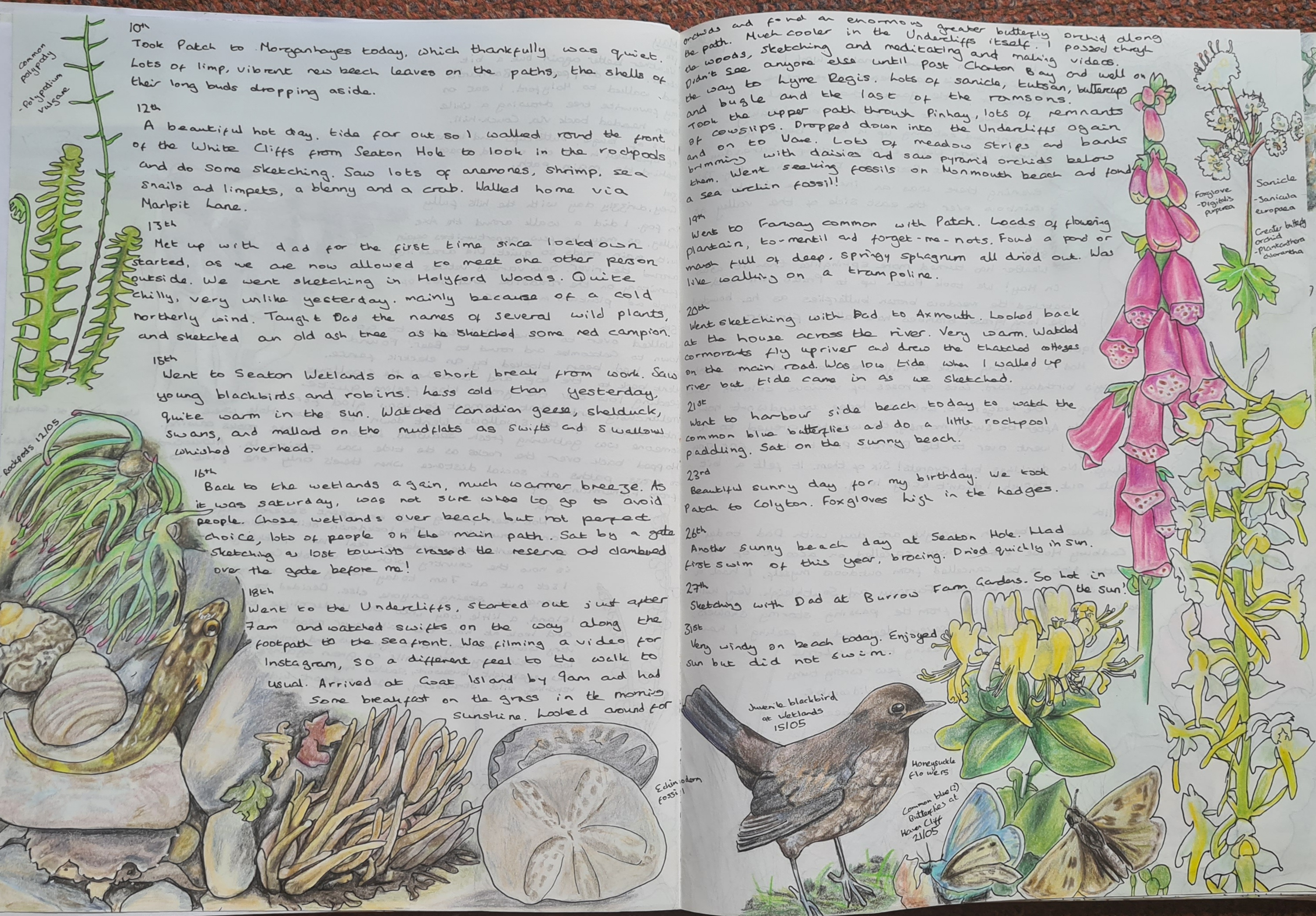 Nature Journaling - Alex Boon Art