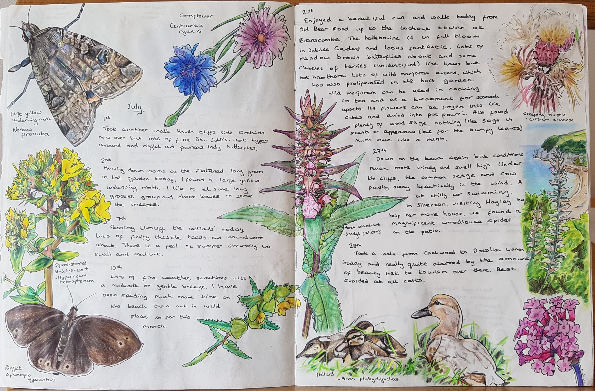 Nature Journaling - Alex Boon Art
