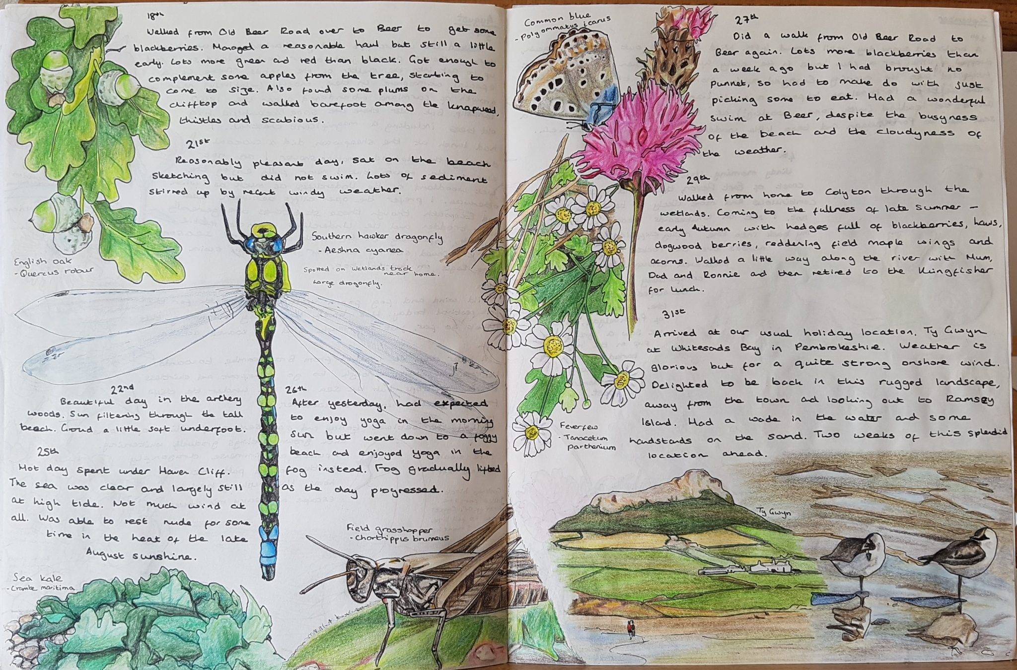 Nature Journaling - Alex Boon Art