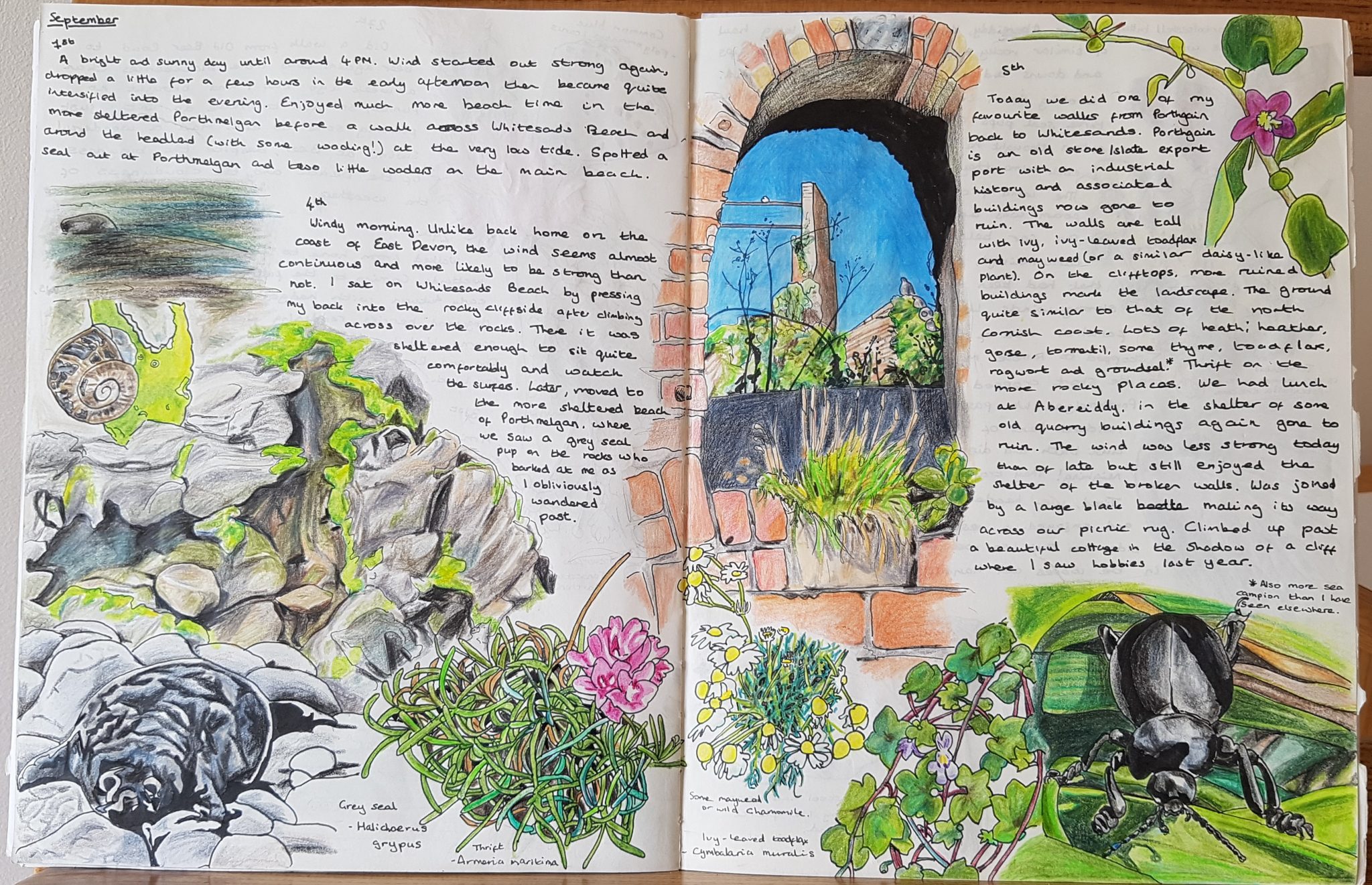 Nature Journaling - Alex Boon Art