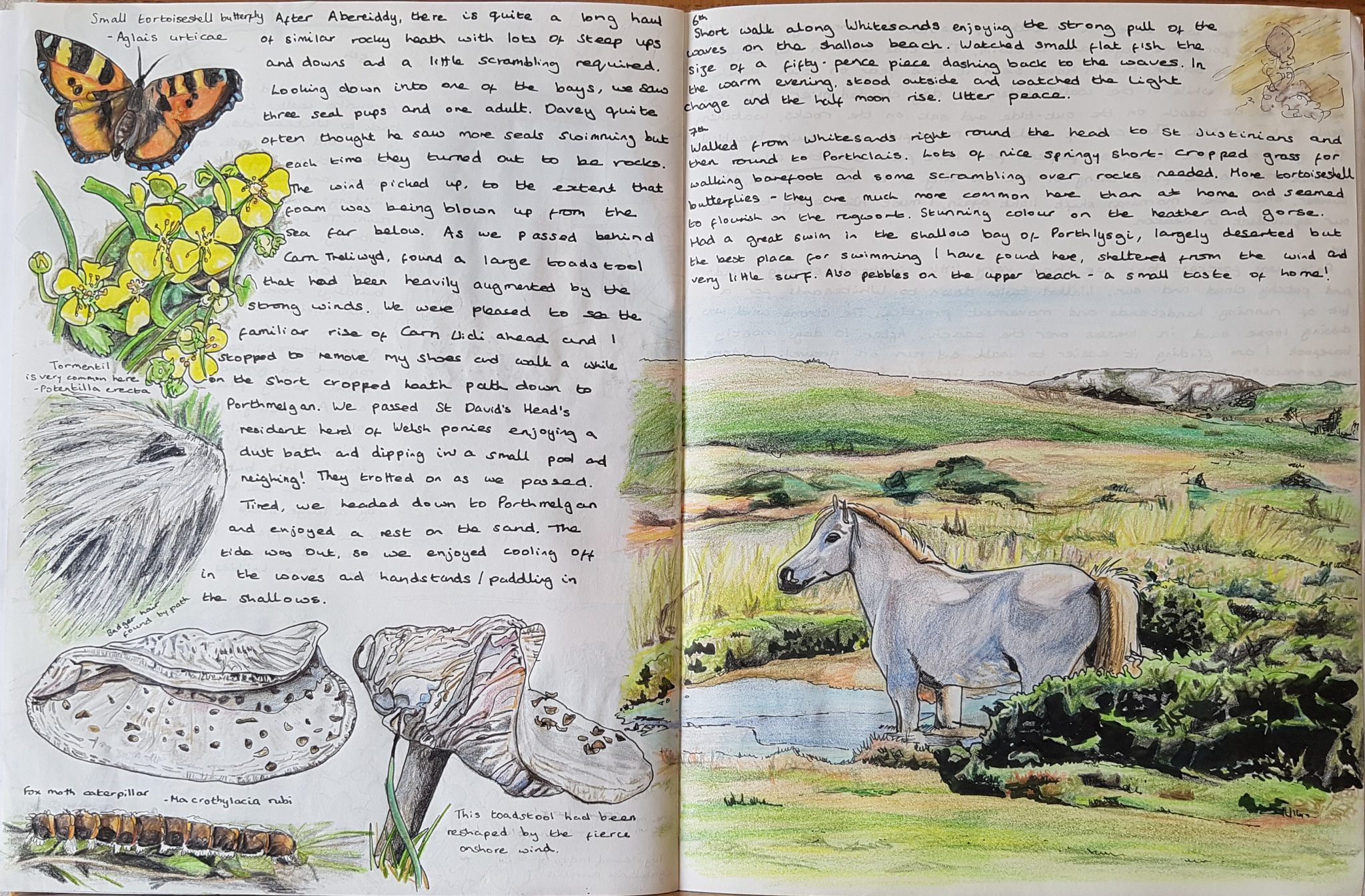 Nature Journaling - Alex Boon Art