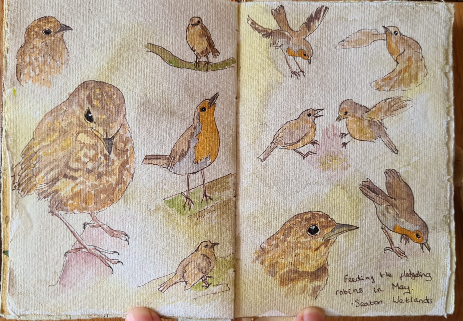 Nature Journaling - Alex Boon Art