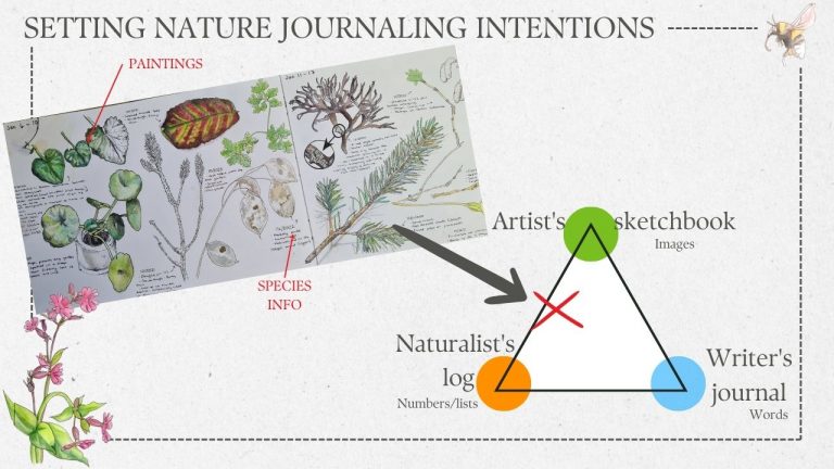 What is a Nature Journal? - Alex Boon Art