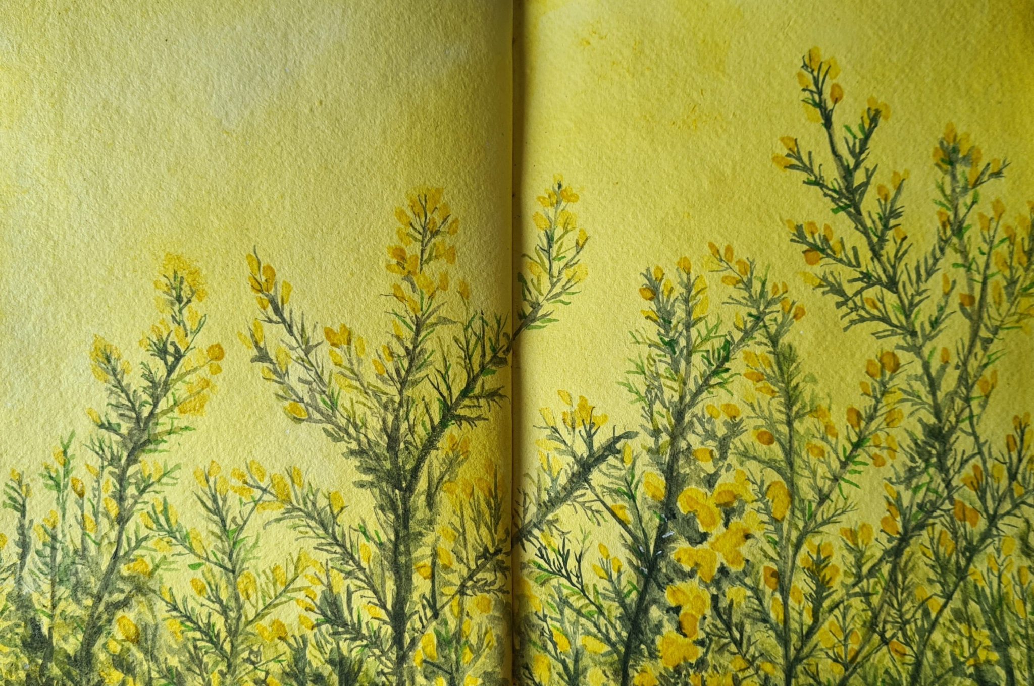 Microseasons Project: Season #10 Gorse Flares the Landscape Yellow ...
